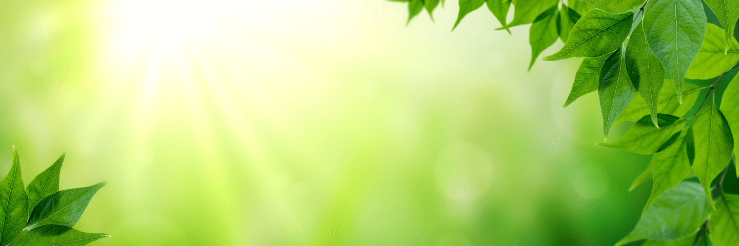 How and When to Plant a Tree | Maier Tree & Lawn