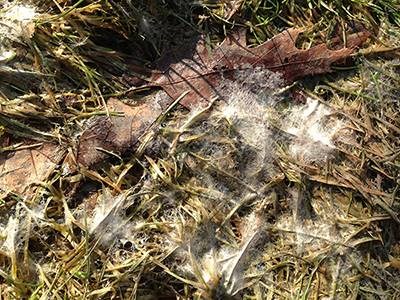 Snow Mold, the Winter Scourge of Winona, MN | Maier Tree & Lawn