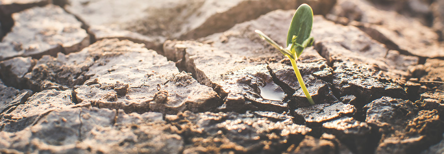 Lawn Care after a Heat Wave in Winona, MN | Maier Tree & Lawn