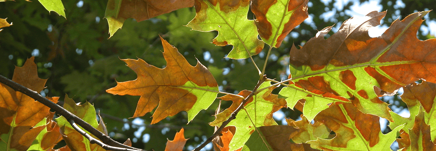 How and When Leaf Loss Can Become a Sign of Declining Tree Health ...
