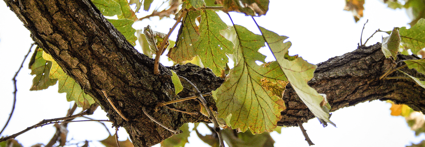 Limit the Spread of Oak Wilt Tree Care | Maier Tree & Lawn