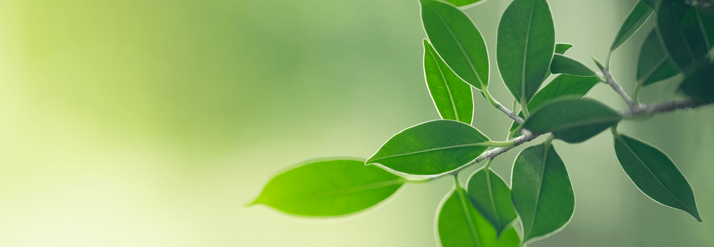 Tree Pests and Borers and How to Fight Them in Rochester, MN | Maier ...