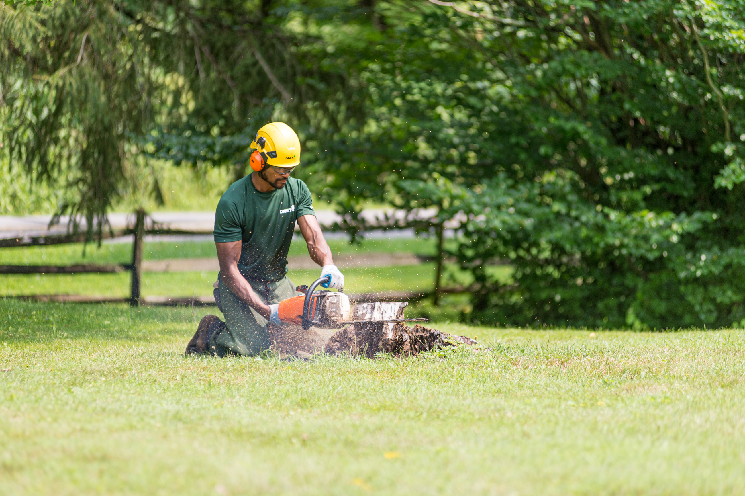 Tree Removal Near Rochester, MN | Maier Tree & Lawn