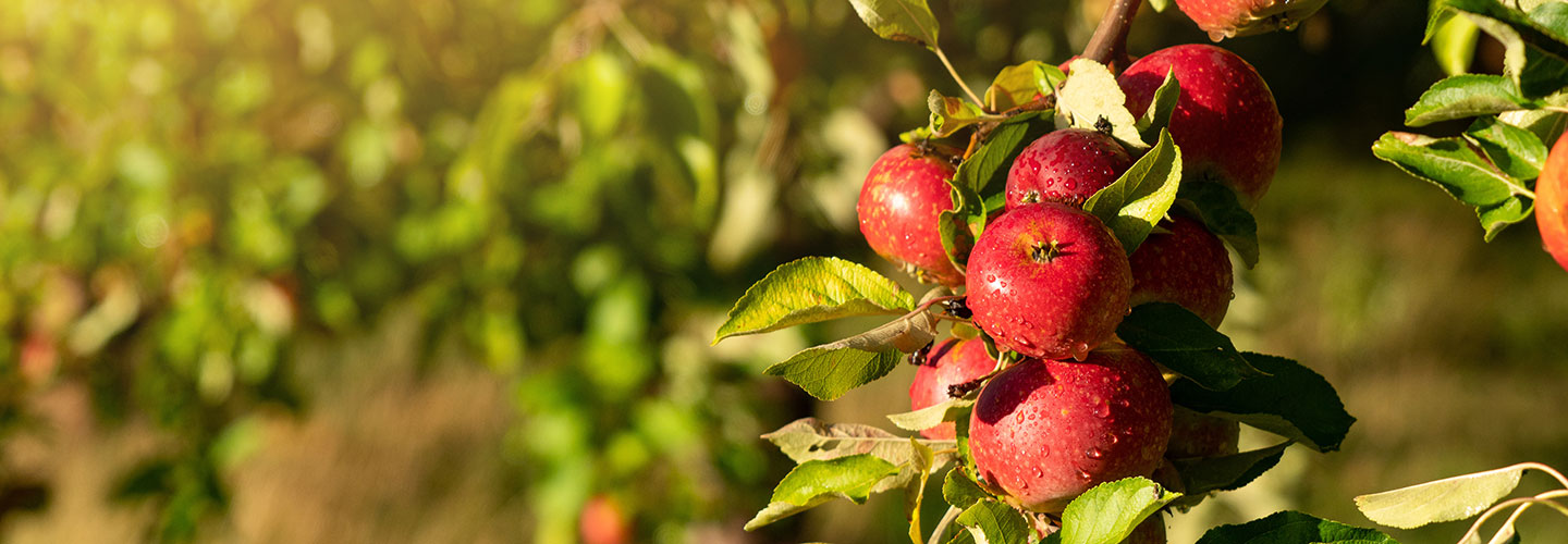 The Fruits Of Your Labor: Planting Fruit Trees In Winona, MN | Maier ...