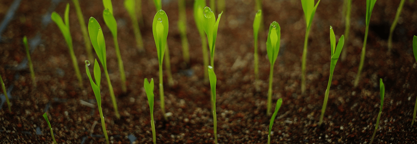 Soil Testing | Maier Tree & Lawn