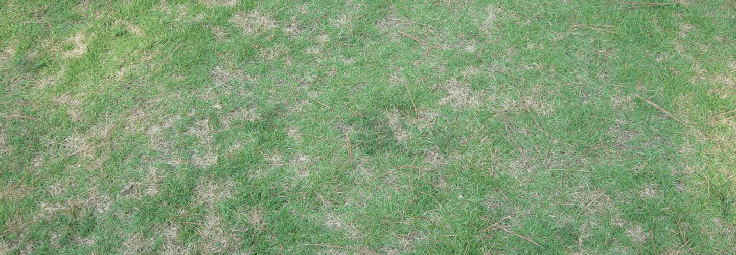 Identifying Unhealthy Grass Throughout The Lawn Care Process In ...