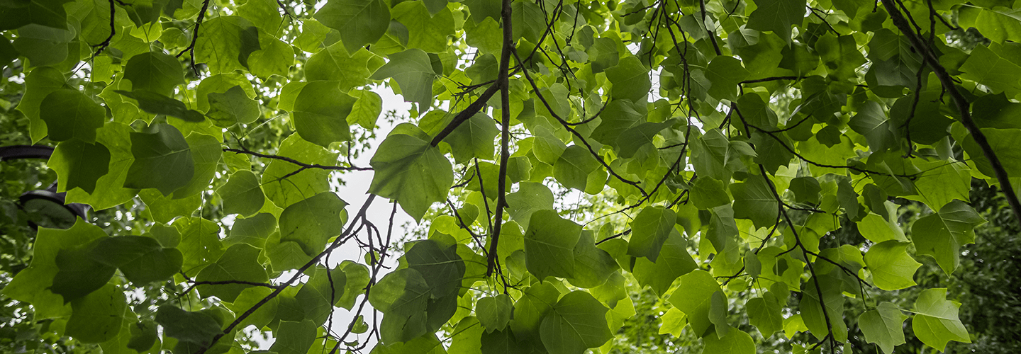 Living & Learning With Aging Trees, And Tree Care In Rochester, MN ...