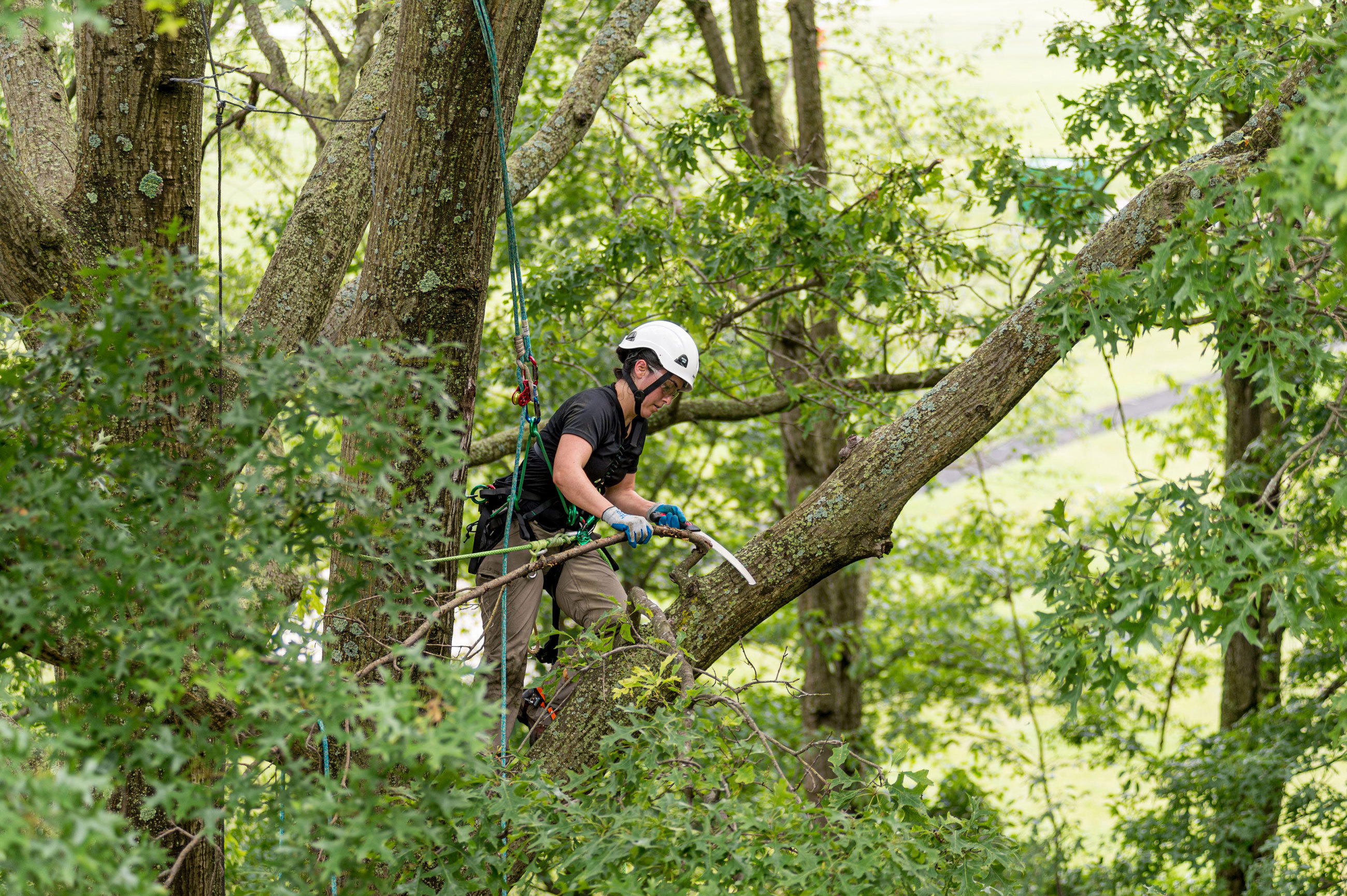 Local Tree Services in Rochester, MN | Maier Tree & Lawn