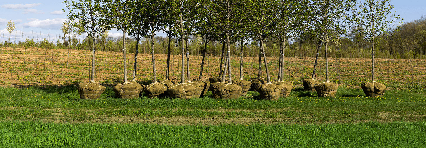 Tree & Shrub Planting Near Rochester, MN | Maier Tree & Lawn